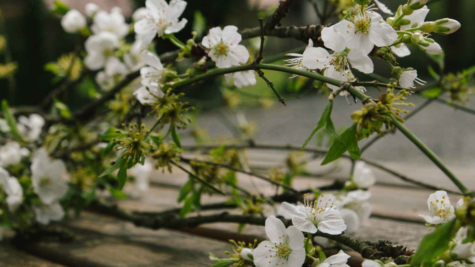 Posestvo Lovšin - Posestvo Lovšin